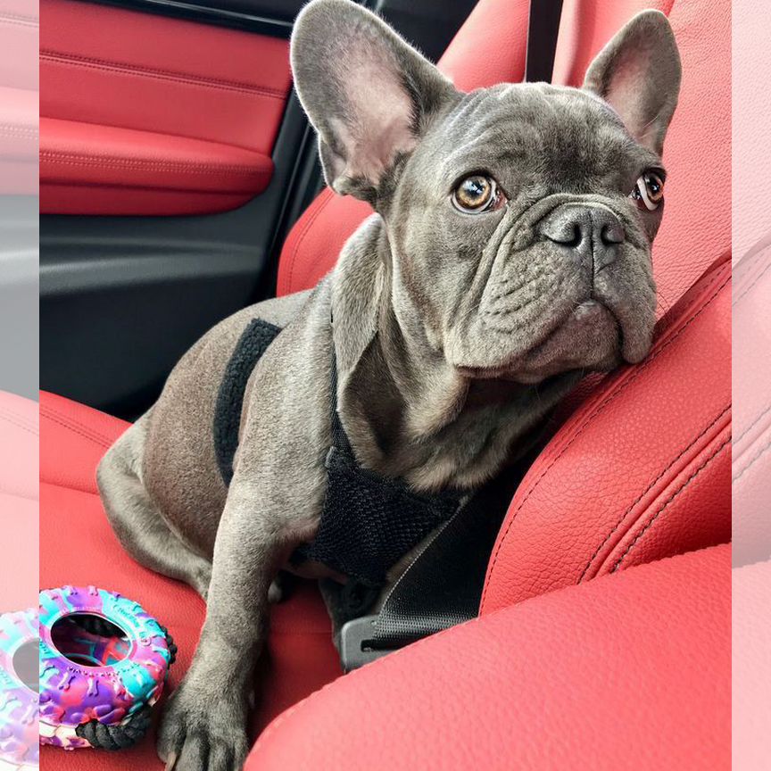 Французский бульдог, щенок