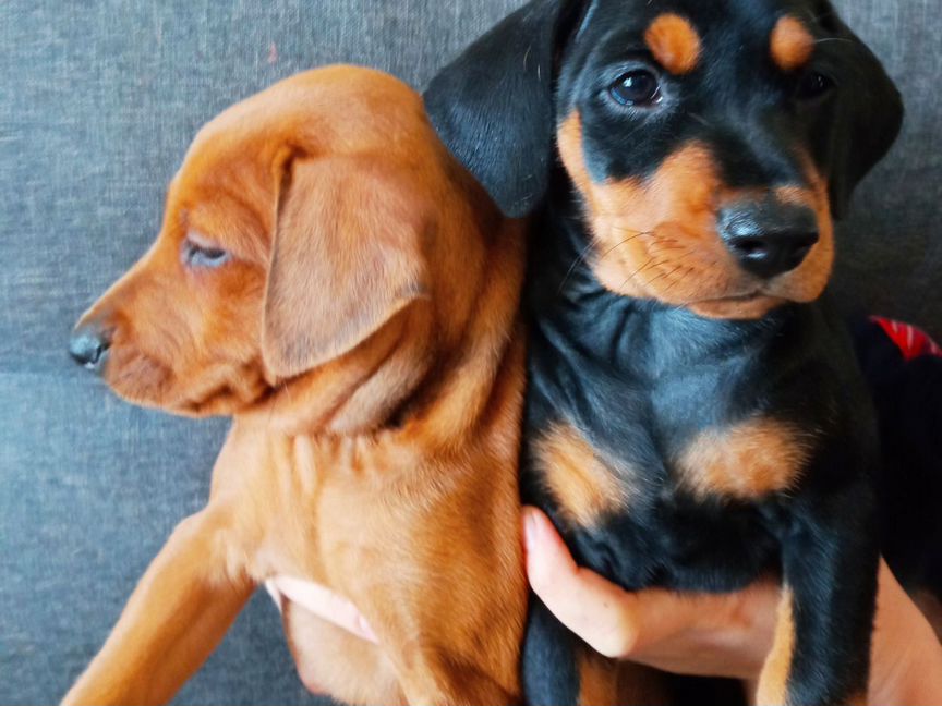 Щенки стандартного пинчера