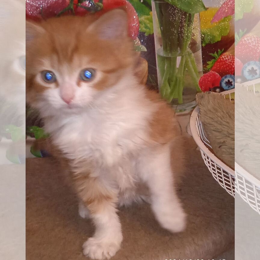 Самый новогодний котенок