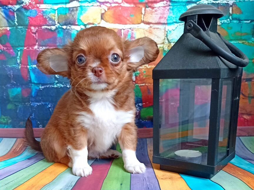 Яркая девочка чихуахуа