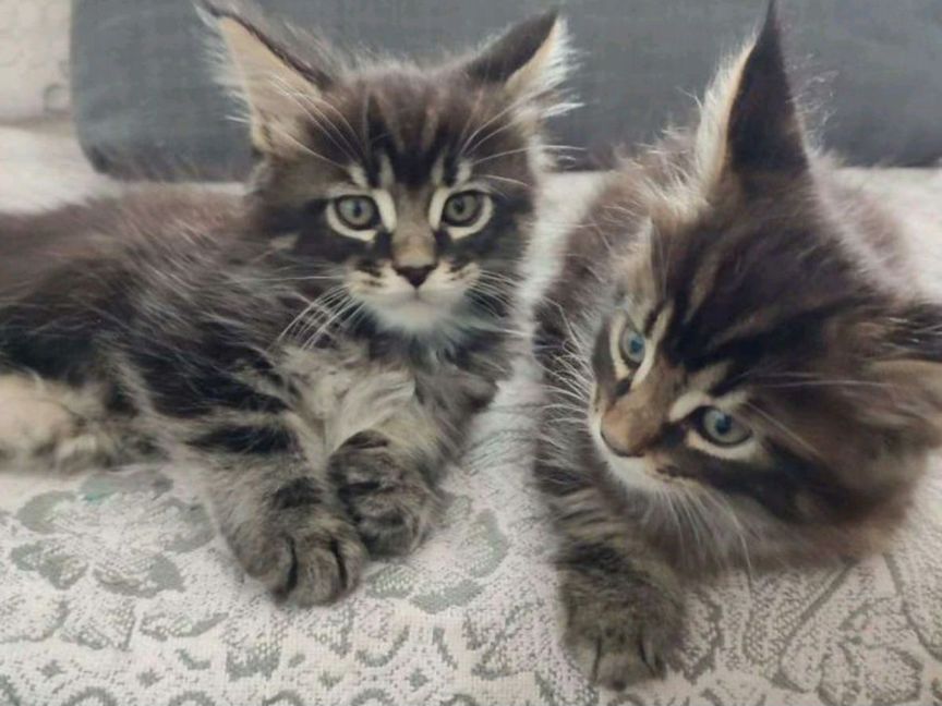 Рысята в твой дом