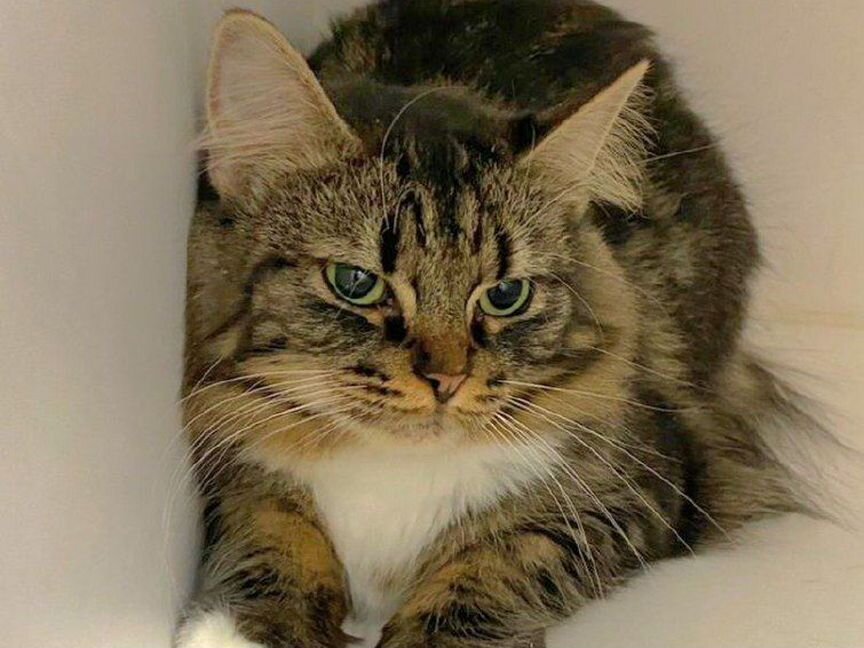 Не надеется