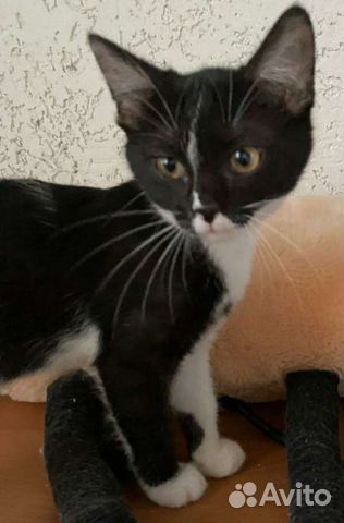 Котенок Элис