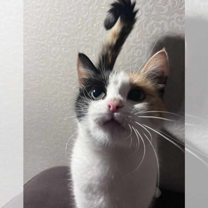 Взрослая кошка в добрые руки