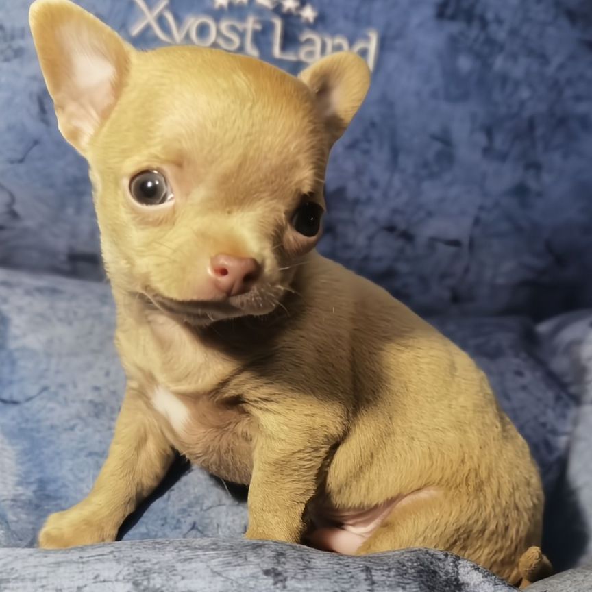 Чихуахуа, щенок