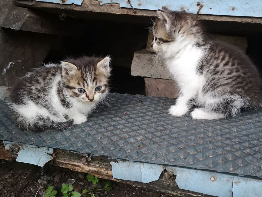 Котята в добрые руки 1 месяц