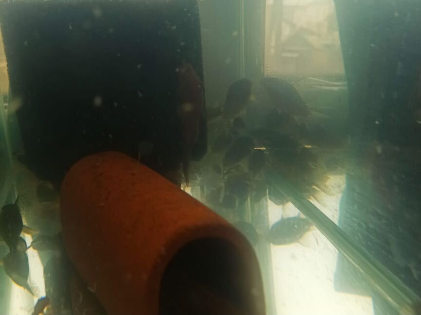 Аквариумные рыбки