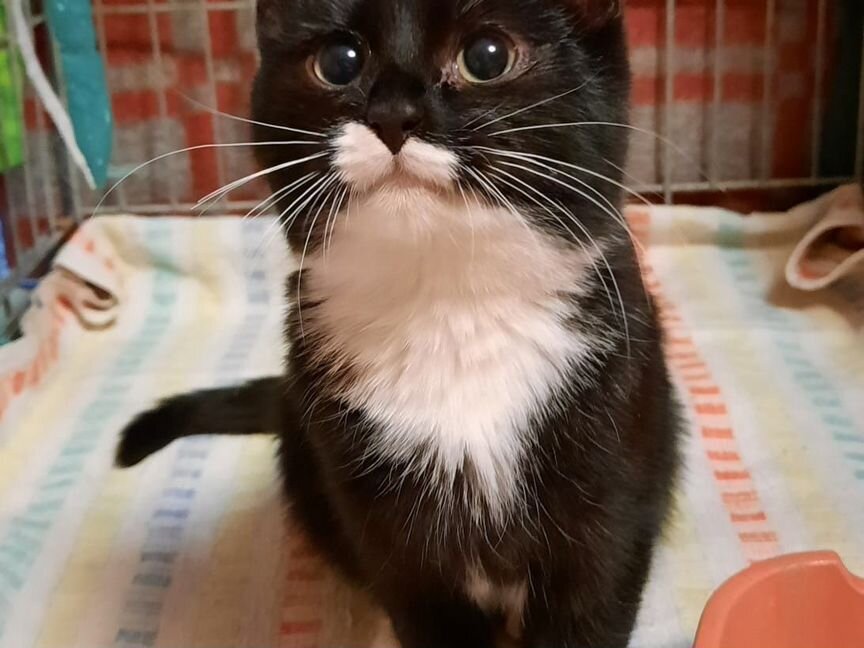 Котенок любопытная и общительная девочка