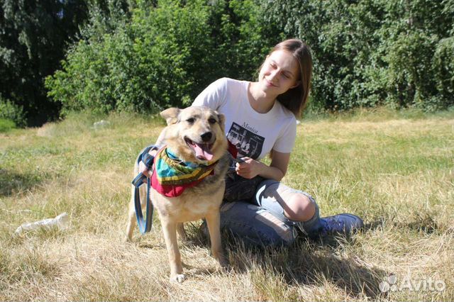 Собака ищет дом