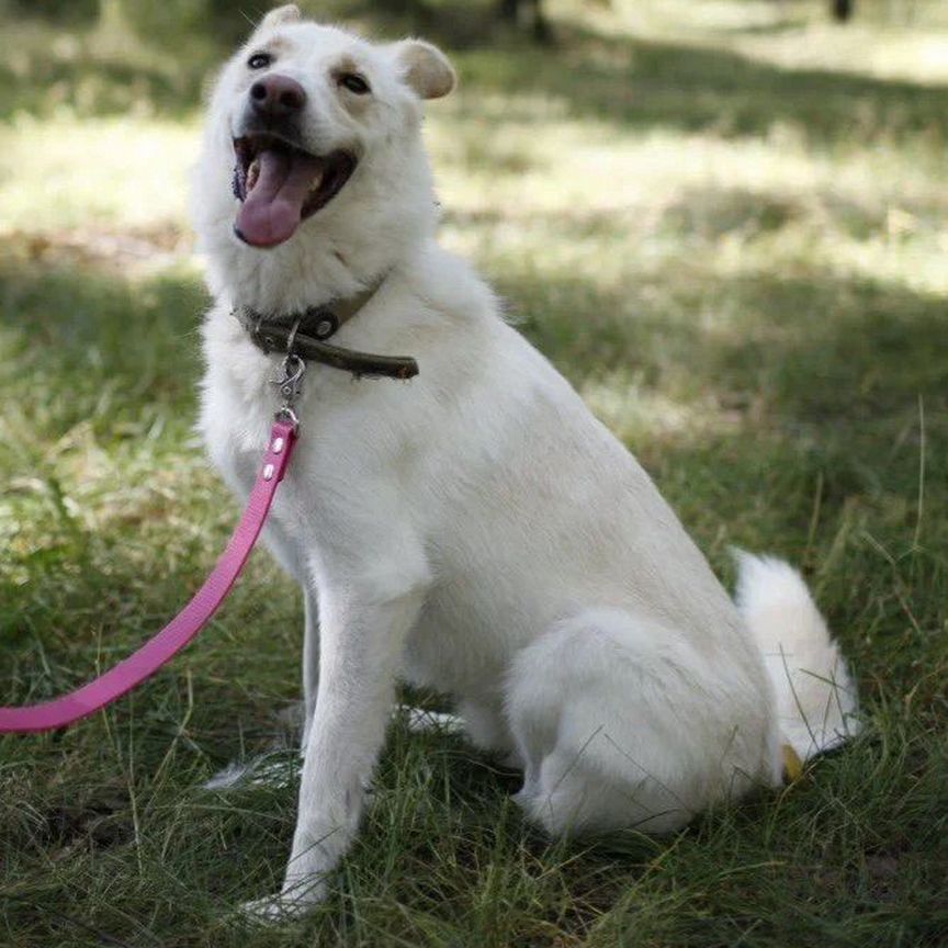 Белоснежка Айс из приюта