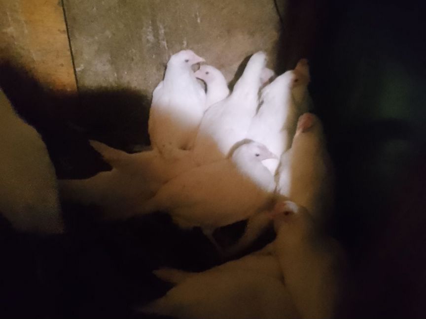 Куры молодки Декалб уайт