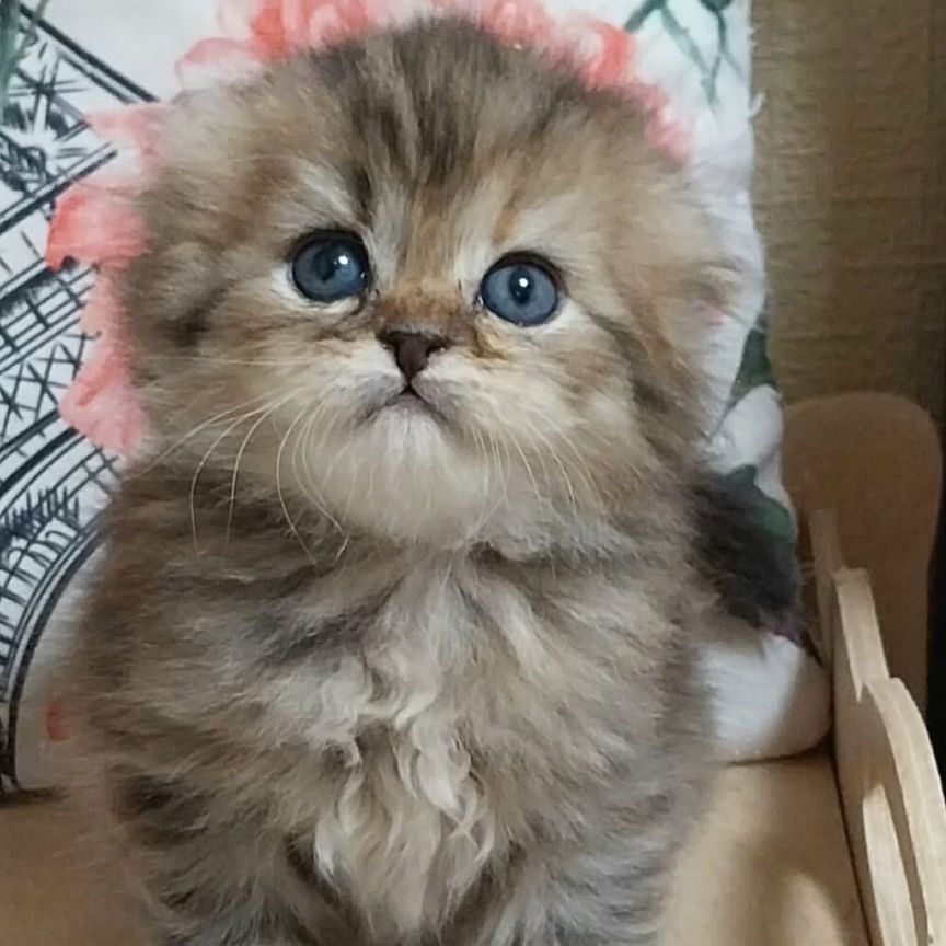 Шотландская кошечка черепашка