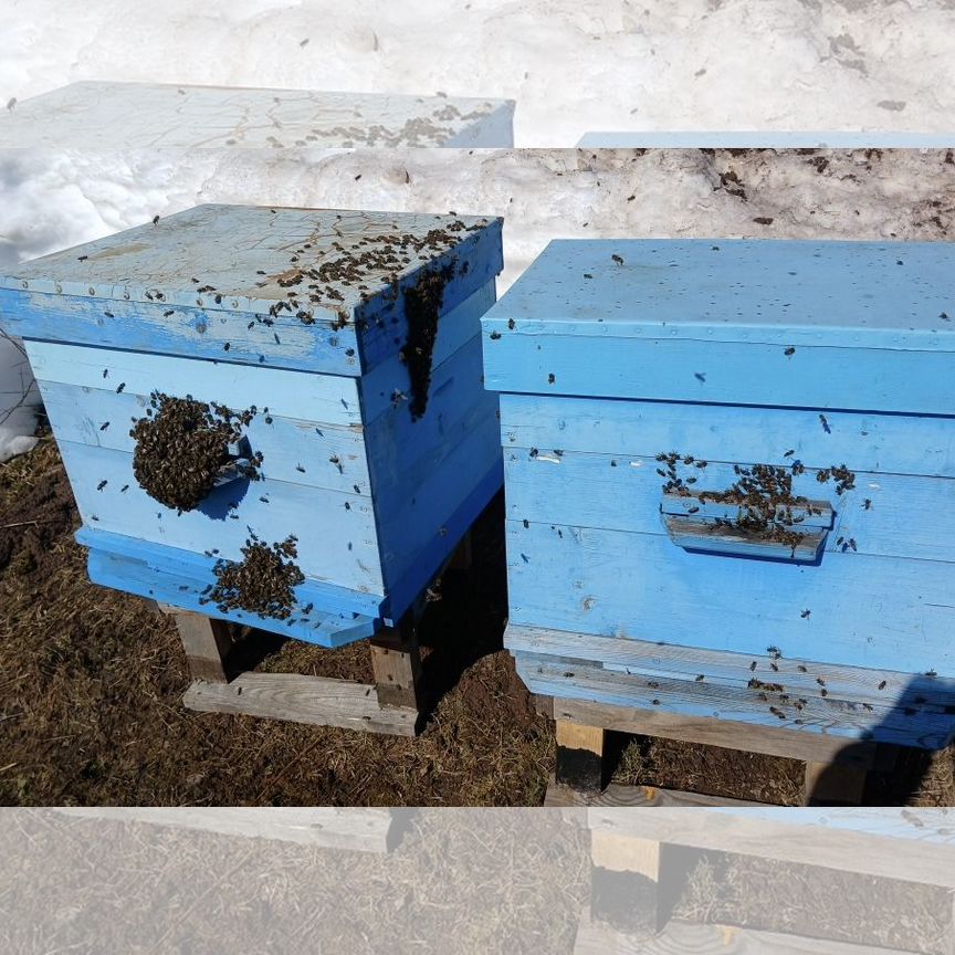 Продам пчел