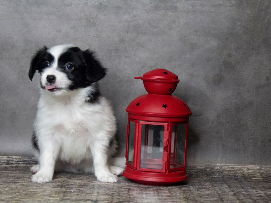 Щенки папийона(мальчики)