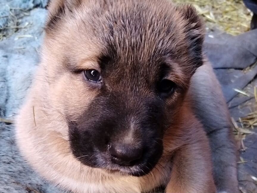 Щенок Алабая - сао