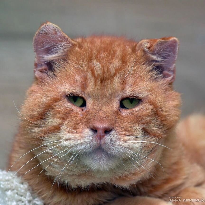 Кот в добрые руки