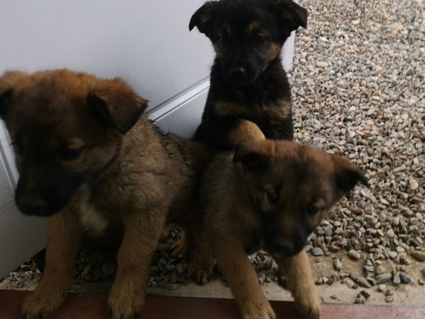 Собака в добрые руки отдам бесплатно