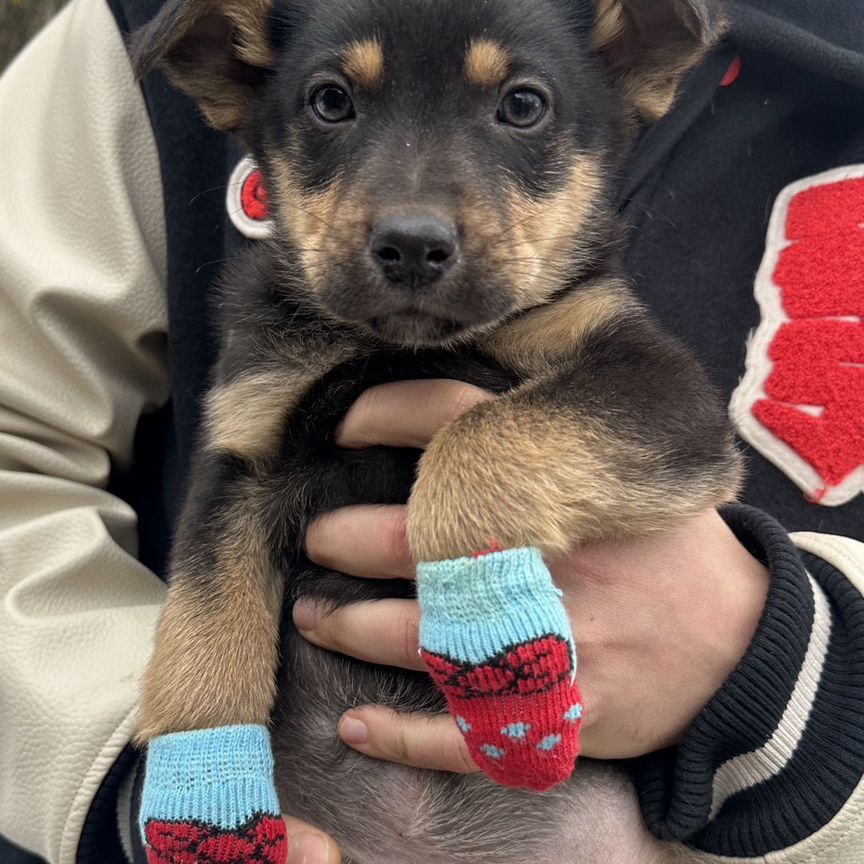 Щенок мальчик в добрые руки