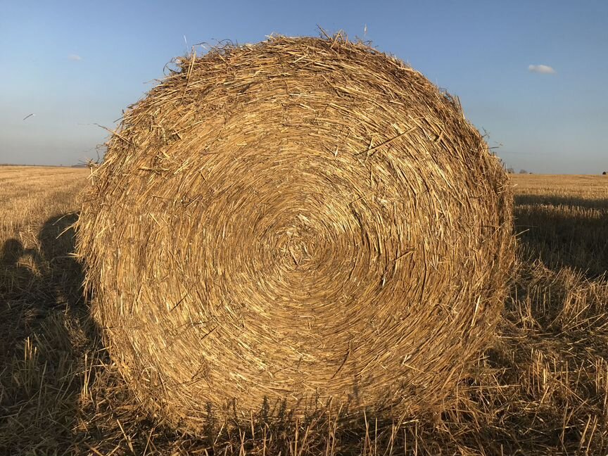 Солома овсяная