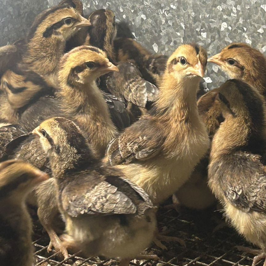 Цыплята доминант