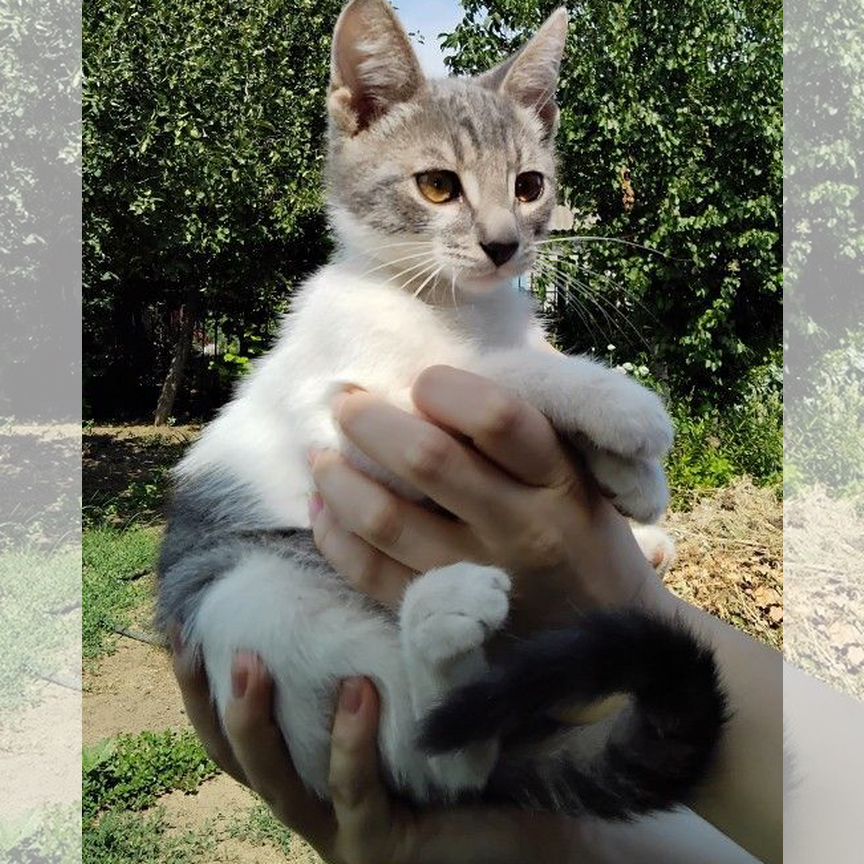 Котёнок в добрые руки