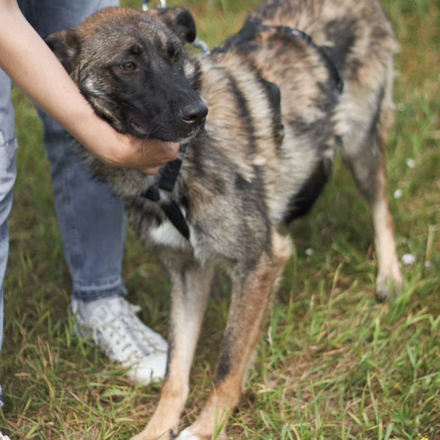 Эльбрусу тяжело