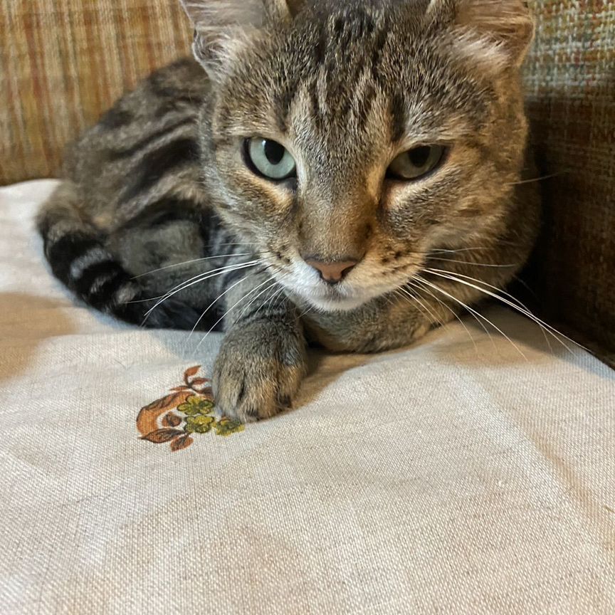 Стефа ищет семью