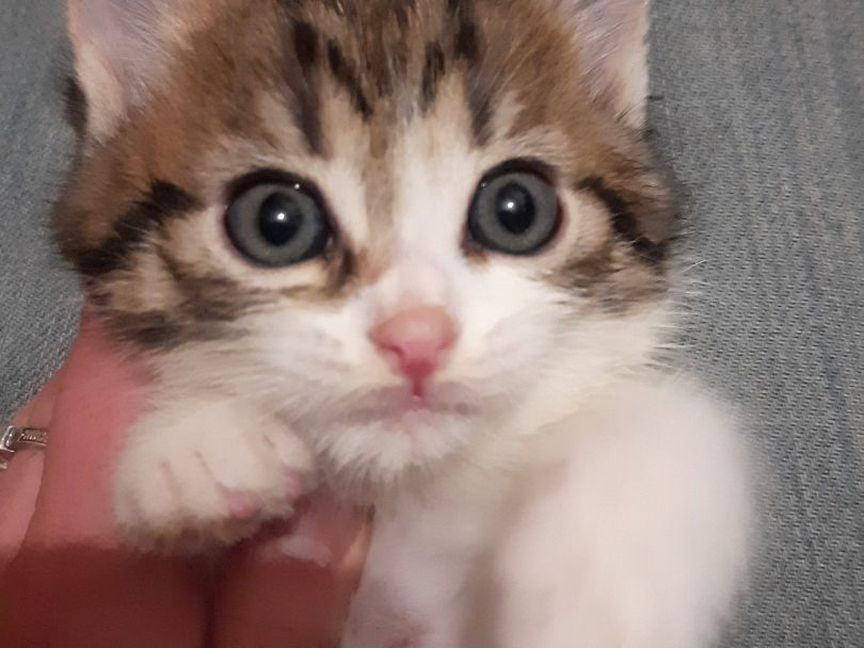 Котята ждут свою семью