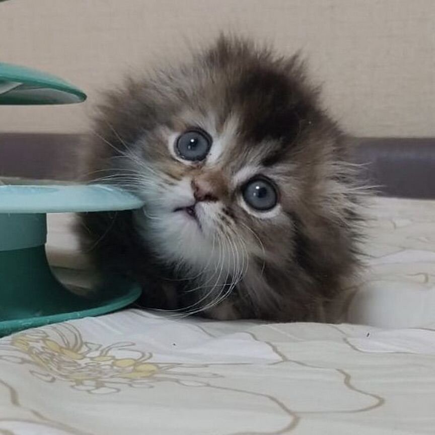 Хайленд фолд