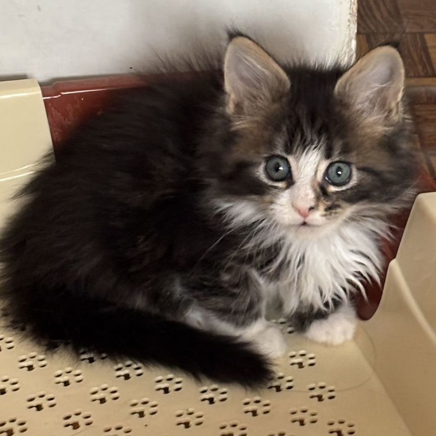 Мейн-кун котёнок