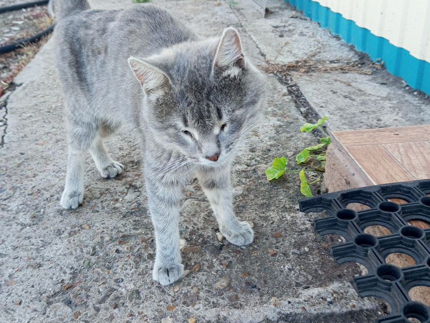 Котята мальчик и девочка мальчик слепой