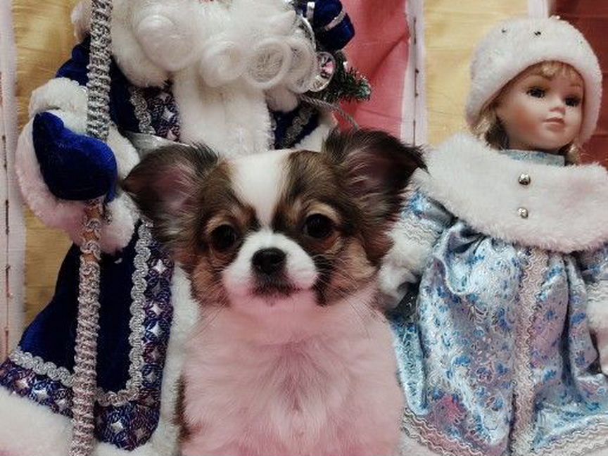 Милая и нежная девочка чихуахуа