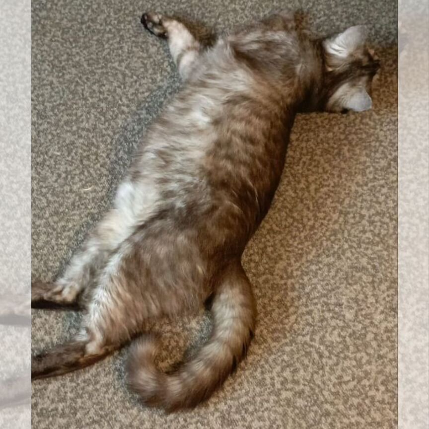 Котёнок шотландский скоттиш фолд