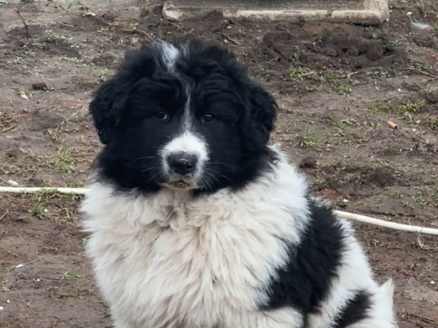 Щенок кавказец