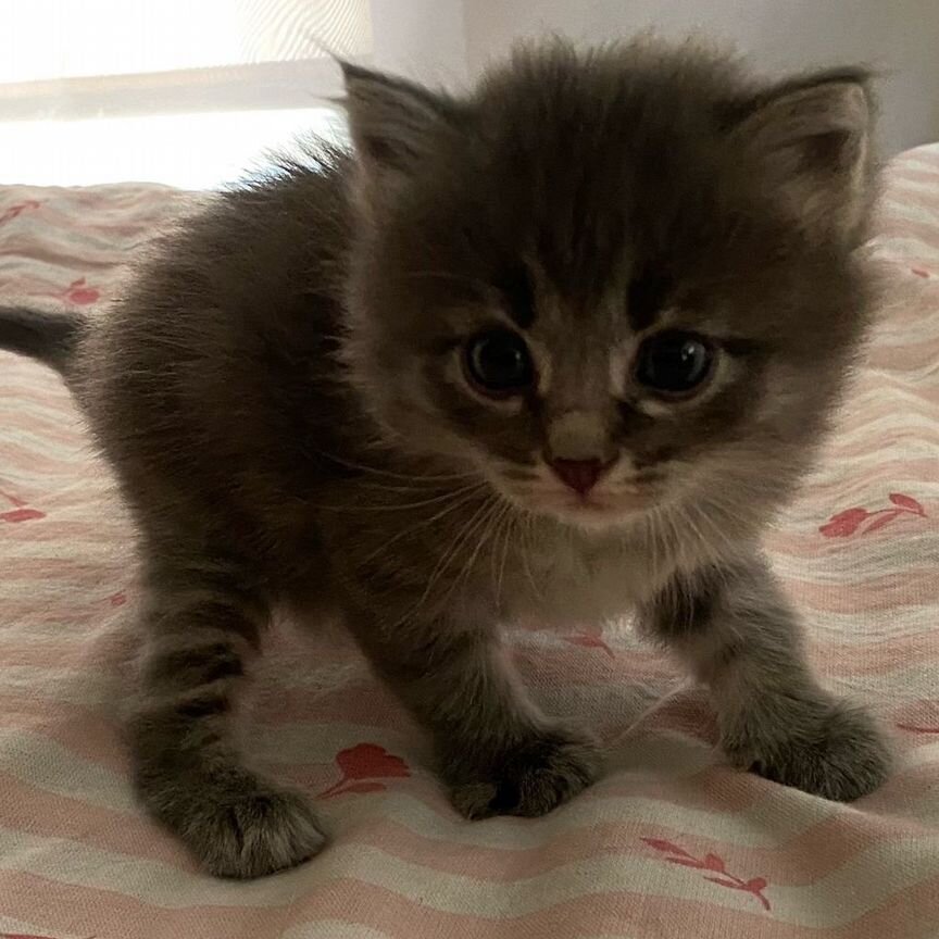 Сибирский котёнок