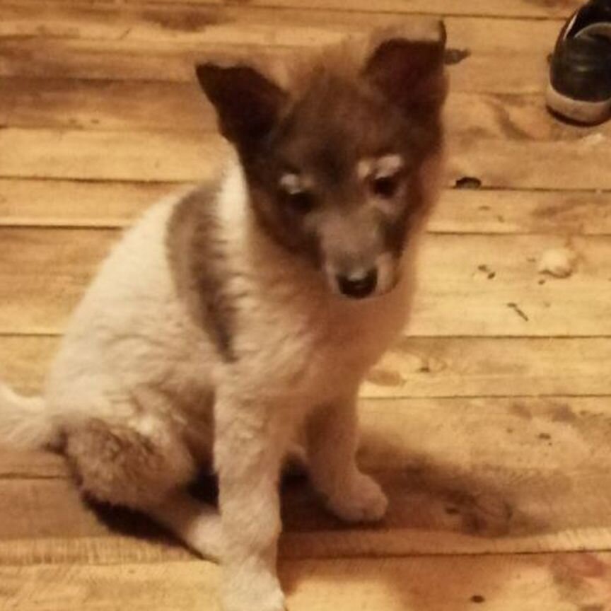 Сибирский хаски, щенок