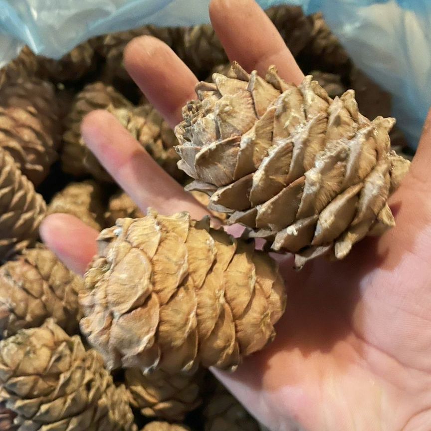 Шишка кедровая 2024 корм белкам