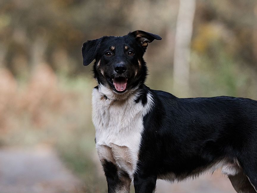 Мальчик подросток щенок 7 месяцев