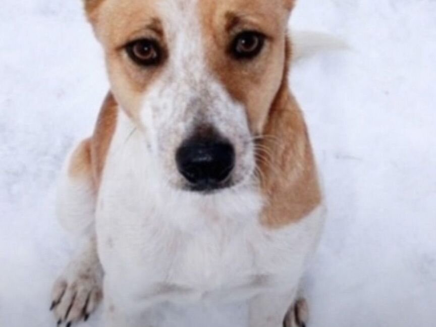 Собака в беде в добрые руки