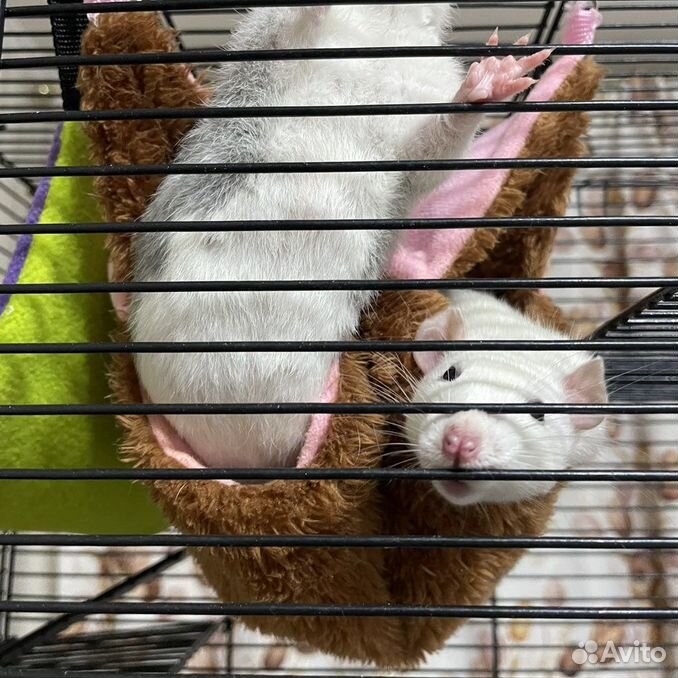 Продаю крыс с клеткой
