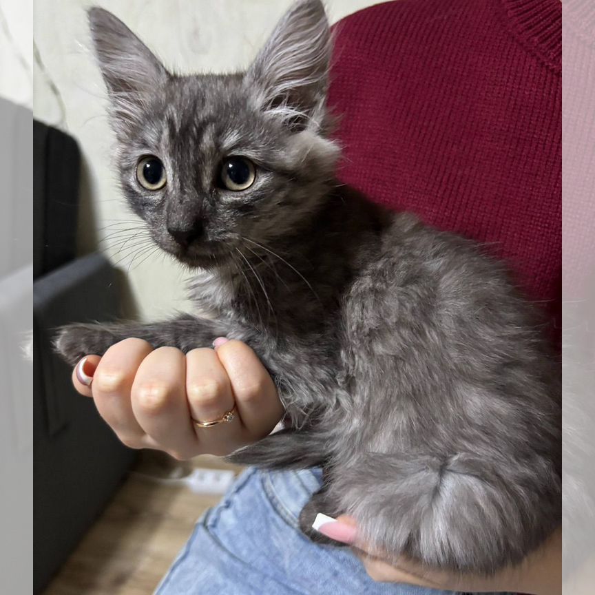 Котёнок в добрые руки