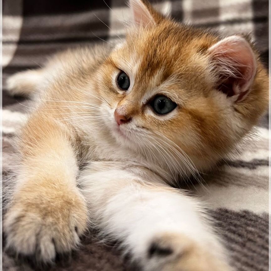 Кошечка золотая шотландская