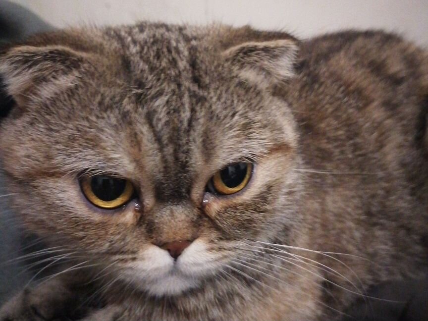 Кошка в дар бесплатно