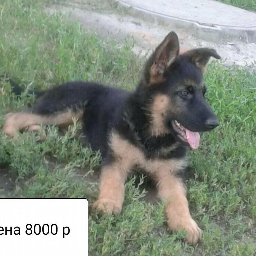 Немецкая овчарка, щенки