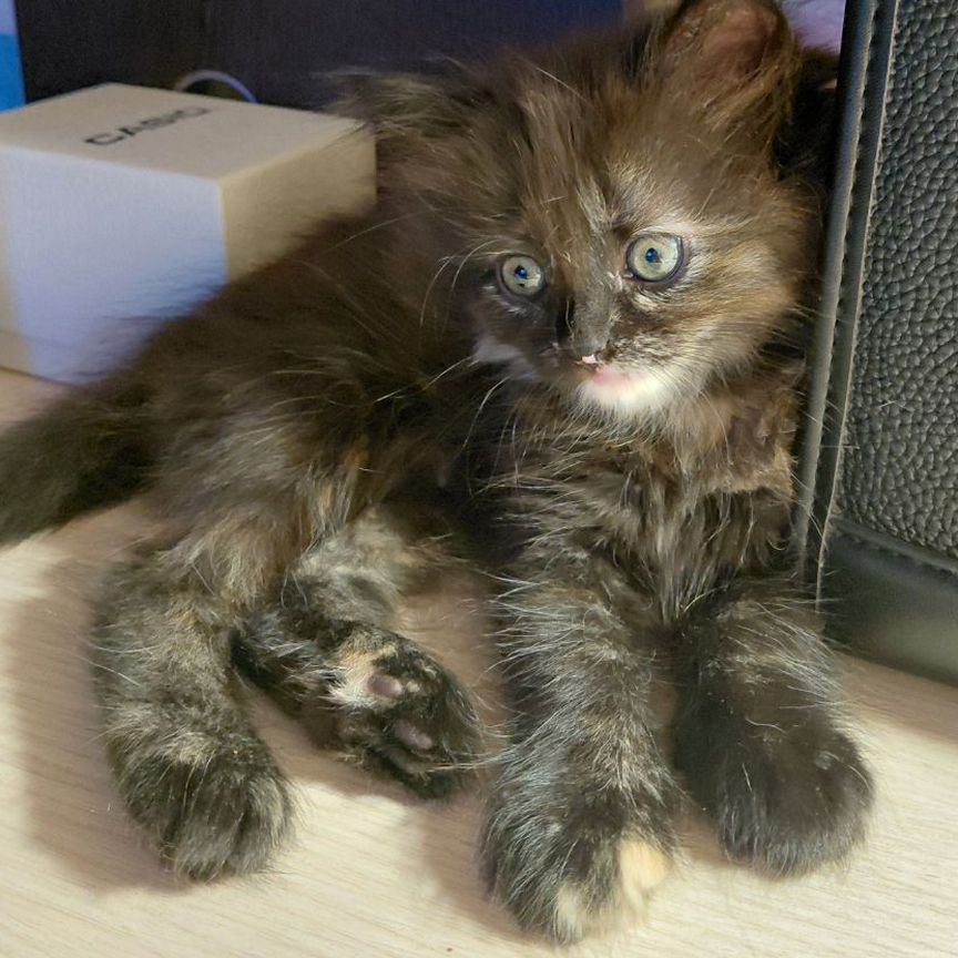 Котёнок в добрые руки