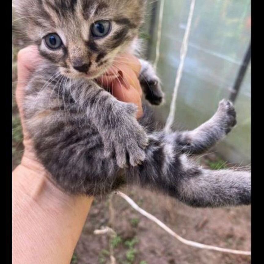 На дачах замерзают котята