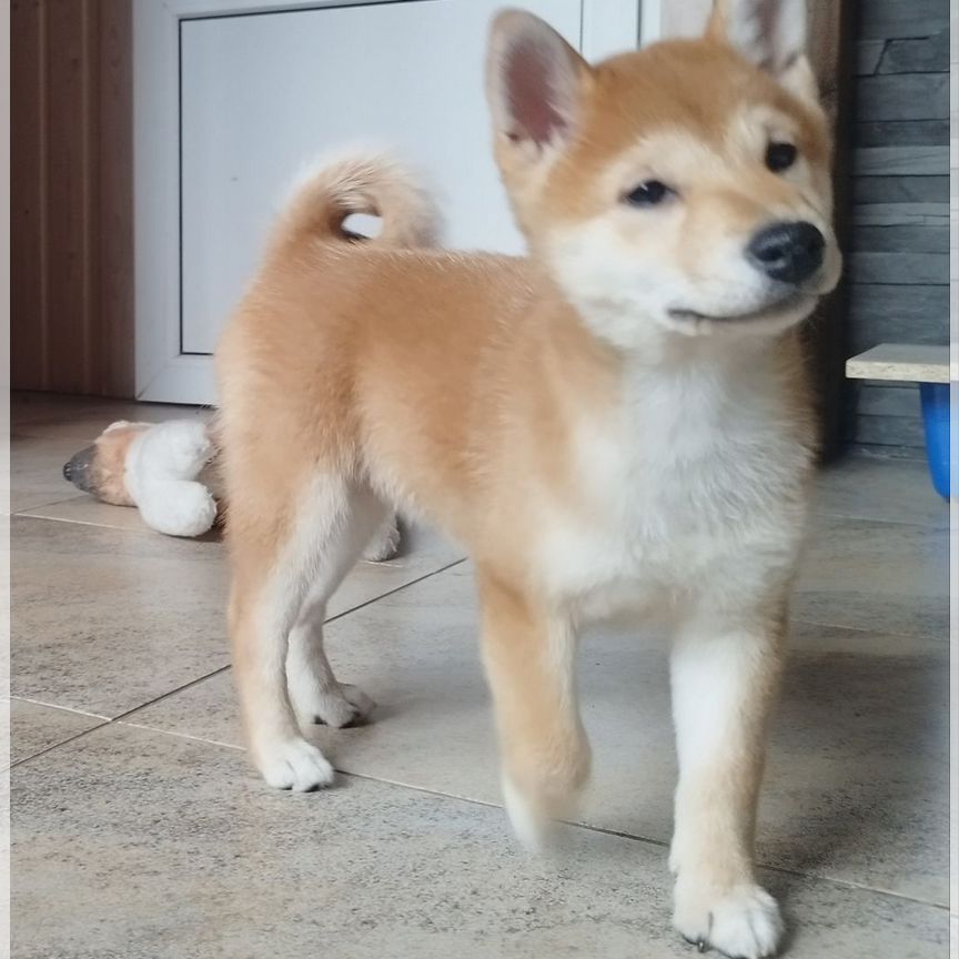 Сиба-ину, щенок