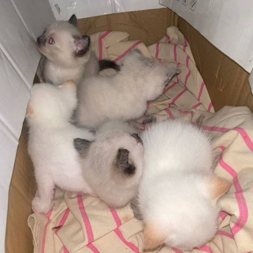 Котики бесплатно в добрые руки