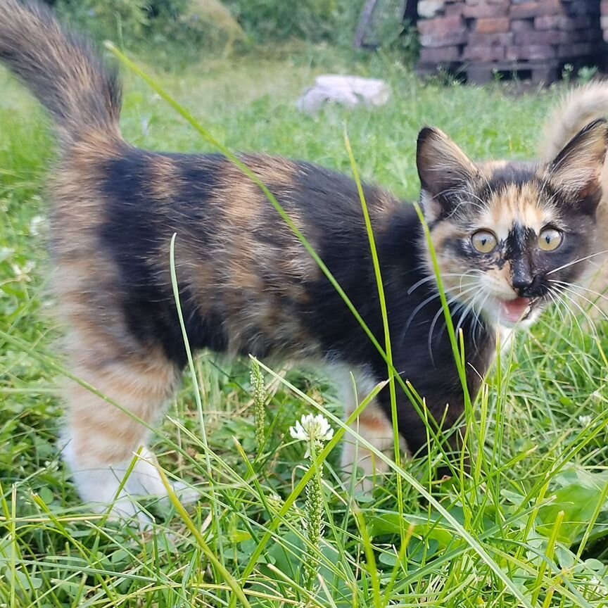 Котенок в добрые руки