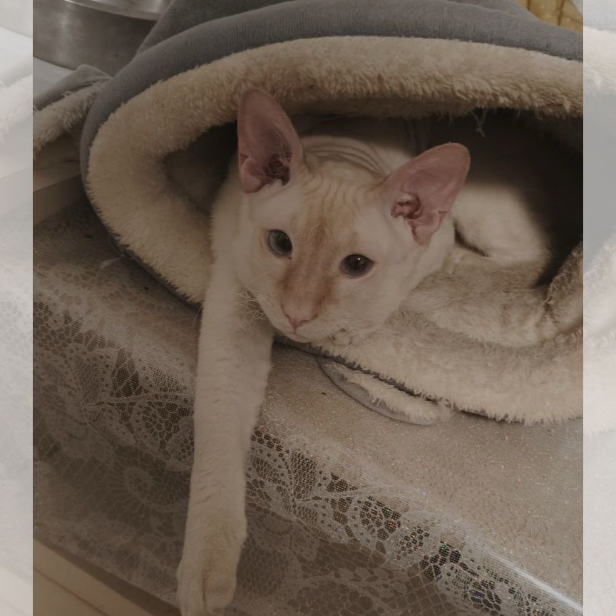 Донской сфинкс, взрослый кот